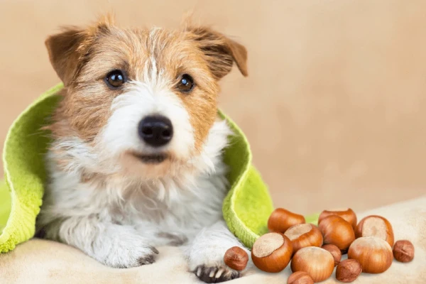 Köpekler Fındık Yer Mi? Fındık Yerse Ne Olur? - Elit Yavru
