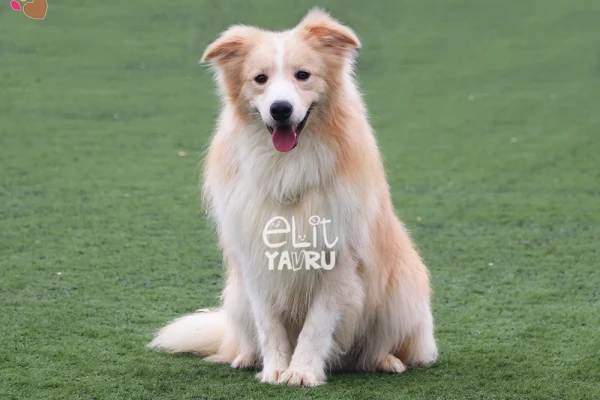 Dünyanın en zeki köpeği Border Collie - Elit Yavru