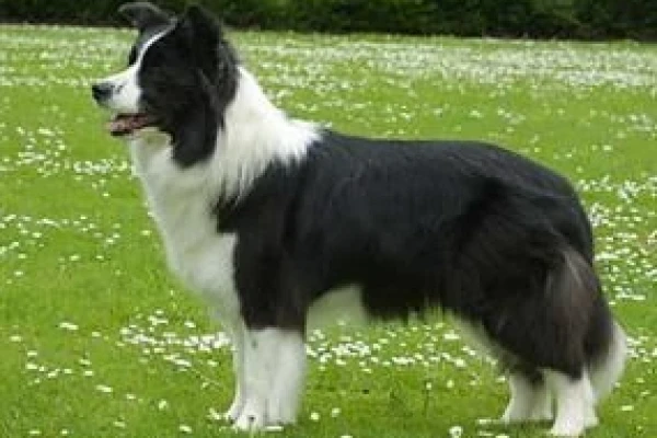 Border Collie Köpek Irkı Özellikleri - Elit Yavru