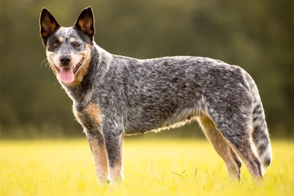 Australian Cattle Dog Irk Özellikleri - Elit Yavru