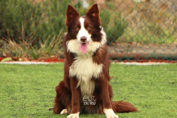 Border Collie Köpek Irkı Özellikleri - Elit Yavru