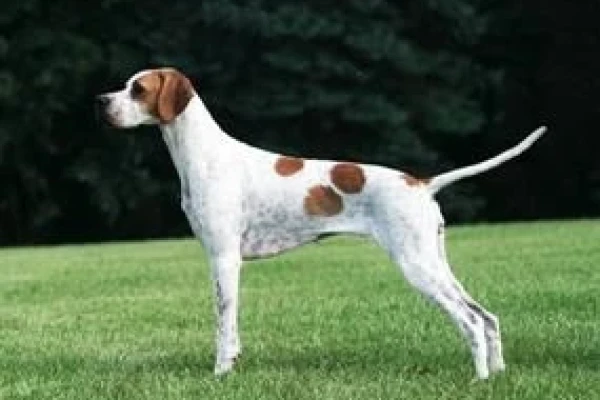 Pointer Köpek Irkı Özellikleri - Elit Yavru