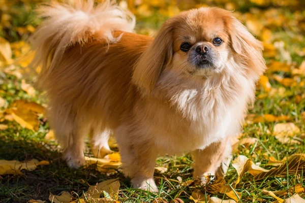 Pekinez (Pekingese) Köpek Irkı Özellikleri - Elit Yavru