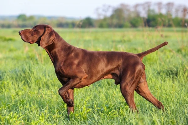 Pointer Köpek Irkı Özellikleri - Elit Yavru