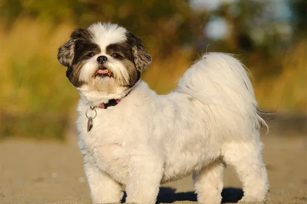 Shih Tzu (Şitsu) Köpek Irkı Özellikleri - Elit Yavru