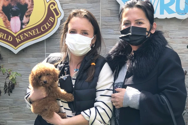 Emir Bey ve ailesi Poodle yavrularına kavuştular - Elit Yavru