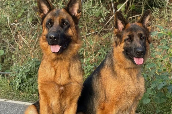 Freya & Magnus - Elit Yavru