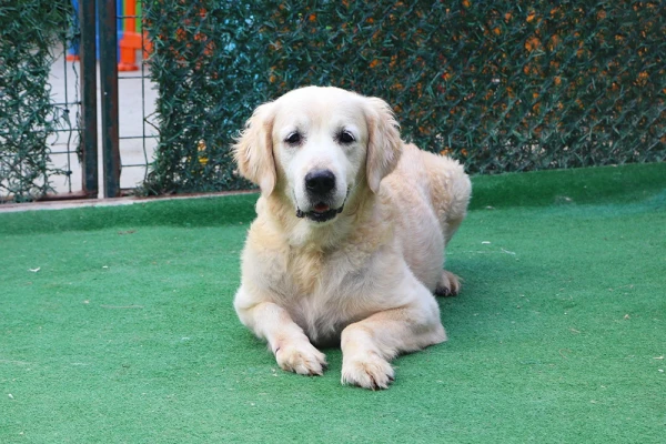 Golden Retriever Carlo, pansiyonumuzda bizimleydi - Elit Yavru