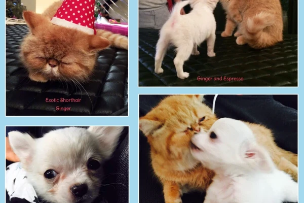 Mete Düren ve ailesinin elit yavruları - Elit Yavru