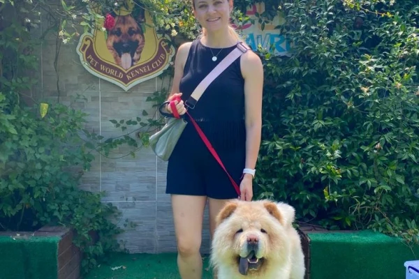 Pansiyonerlerimizden Chow Chow Bobo - Elit Yavru