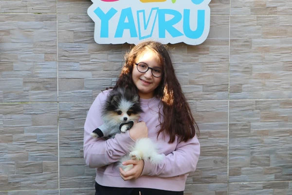 Parti color Pomeranian Leo eğitimini tamamladı - Elit Yavru