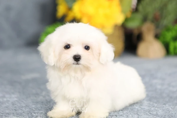 Mylo Maltese Terrier Yavru Köpek - Elit Yavru