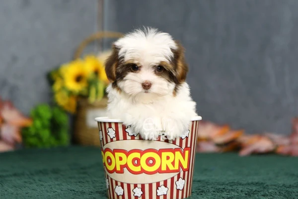 Noodle Morkie Yavru Köpek - Elit Yavru