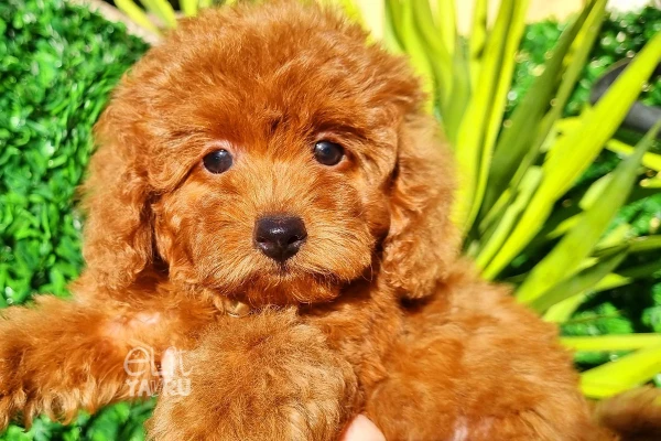 Charlie Poodle Yavru Köpek - Elit Yavru