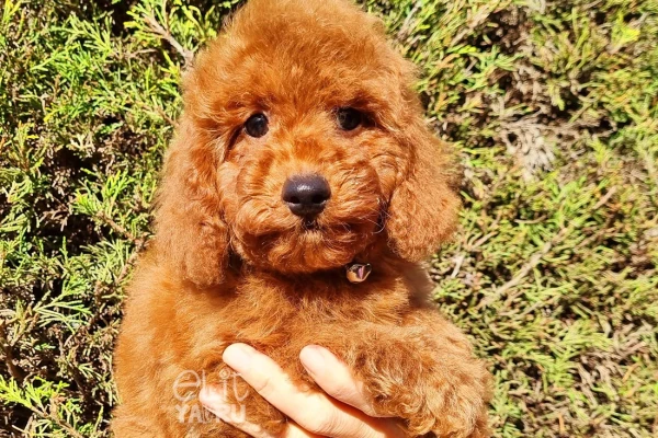 Poppy Poodle Yavru Köpek - Elit Yavru