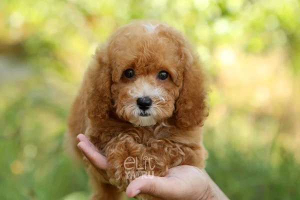 Sassy Poodle Yavru Köpek - Elit Yavru