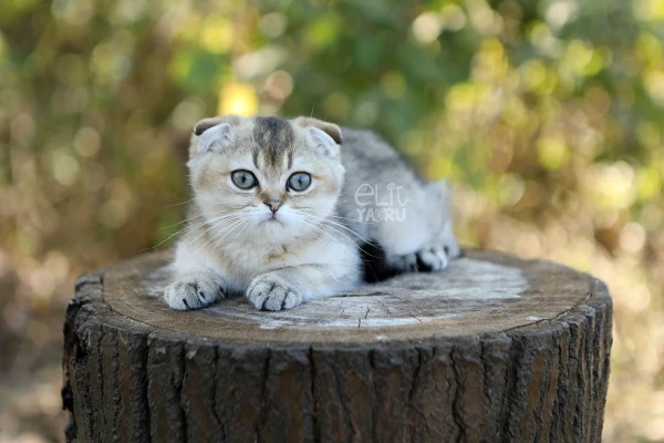 Sugar Scottish Fold Yavru kedi - Elit Yavru
