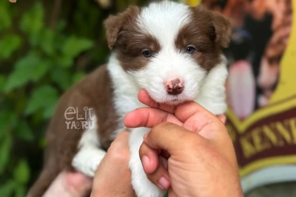 Bambi Border Collie Yavru Köpek - Elit Yavru - Elit Yavru