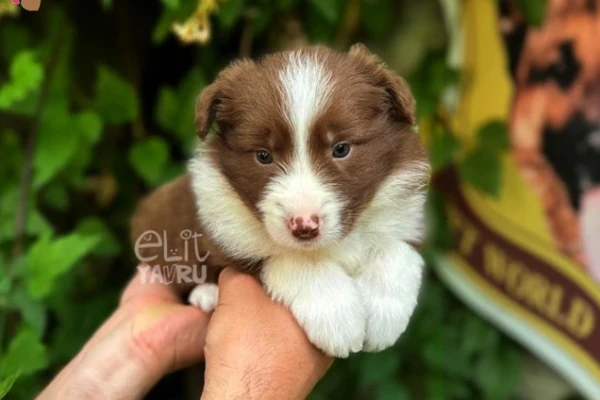 Bella Border Collie Yavru Köpek - Elit Yavru