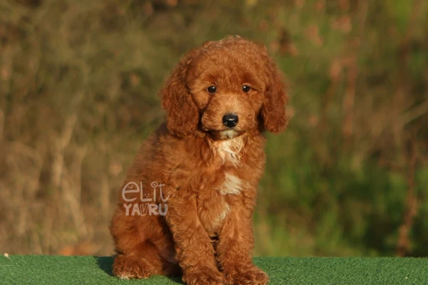 Kızıl Poodle Caramel - Elit Yavru